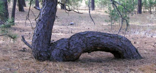 History | Pikes Peak Historical Society